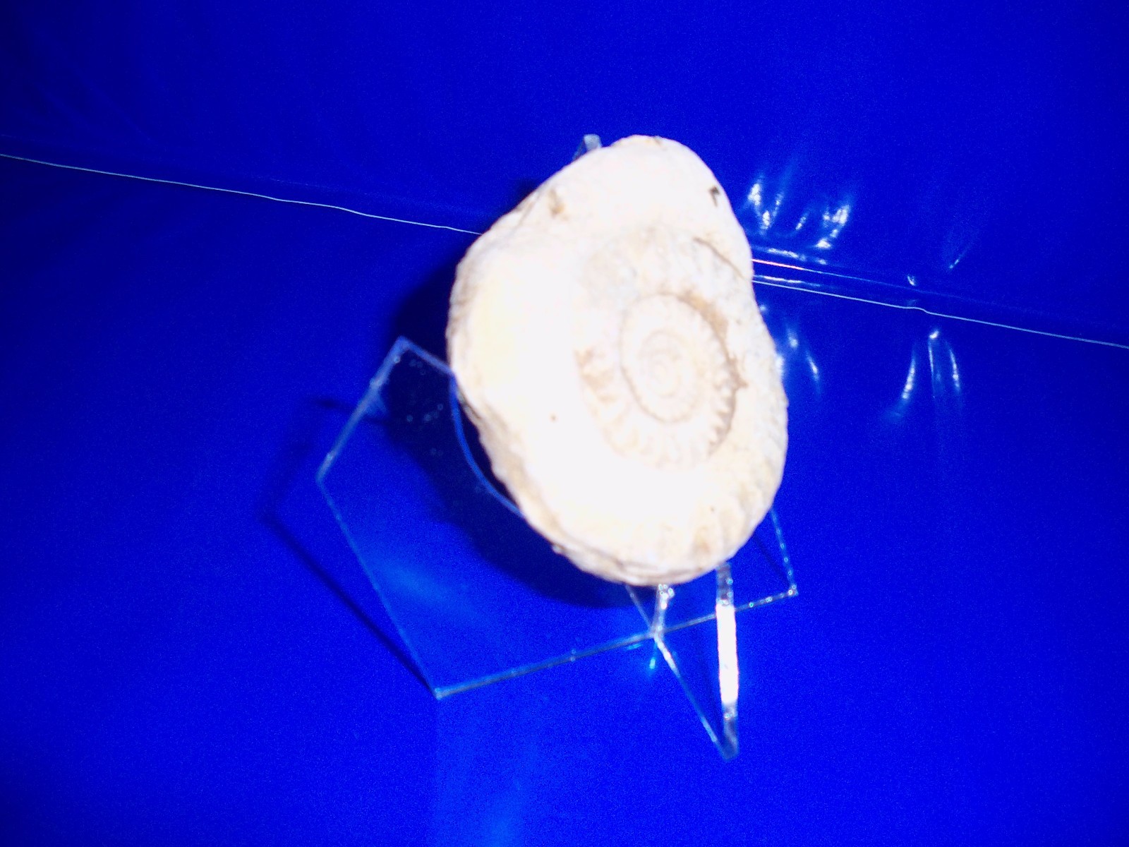 large clear acrylic geode display stand for rocks fossils shells flints ...