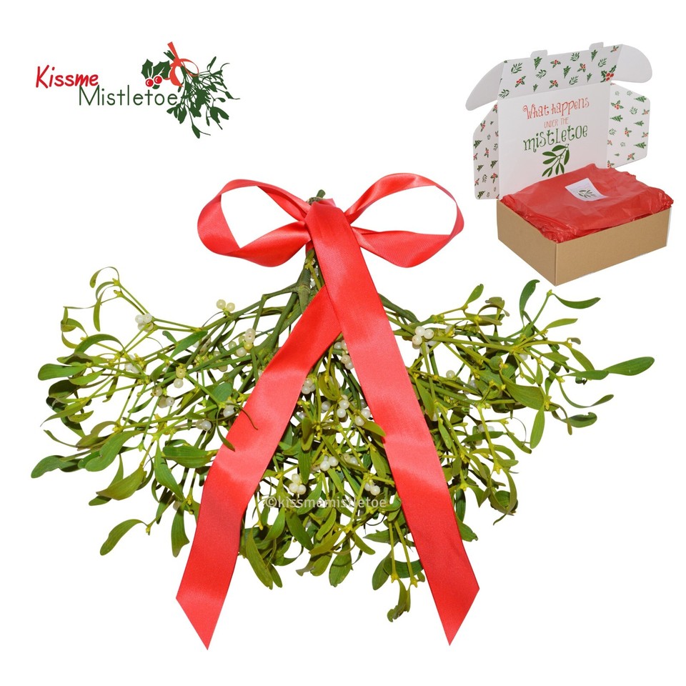 Fresh Mistletoe Decorations! Large Bunches & Sprigs of Real Mistletoe ...