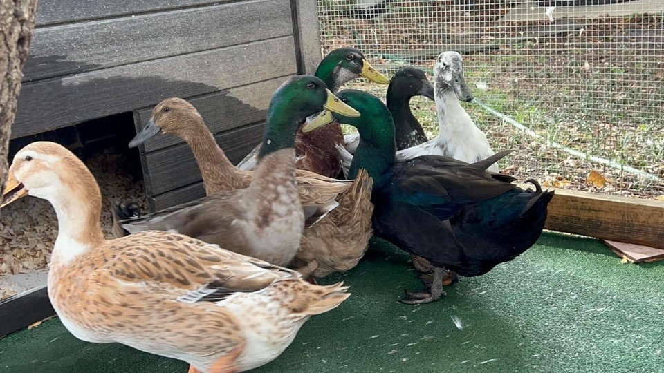 12 Non GMO duck eggs for eating - Fresh & Non antibiotic - Free ...