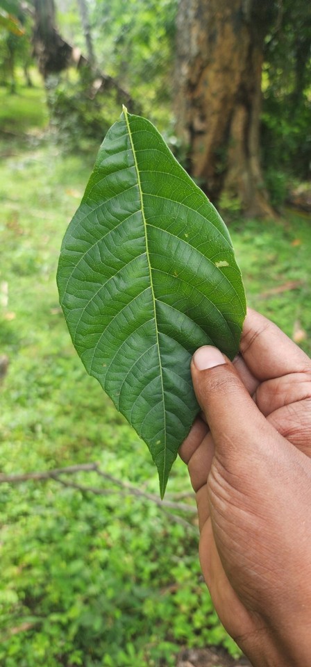 Very Rare Allophylus Cobbe Dried Leaves Tit Berry Kobbe Plant Herbs For ...
