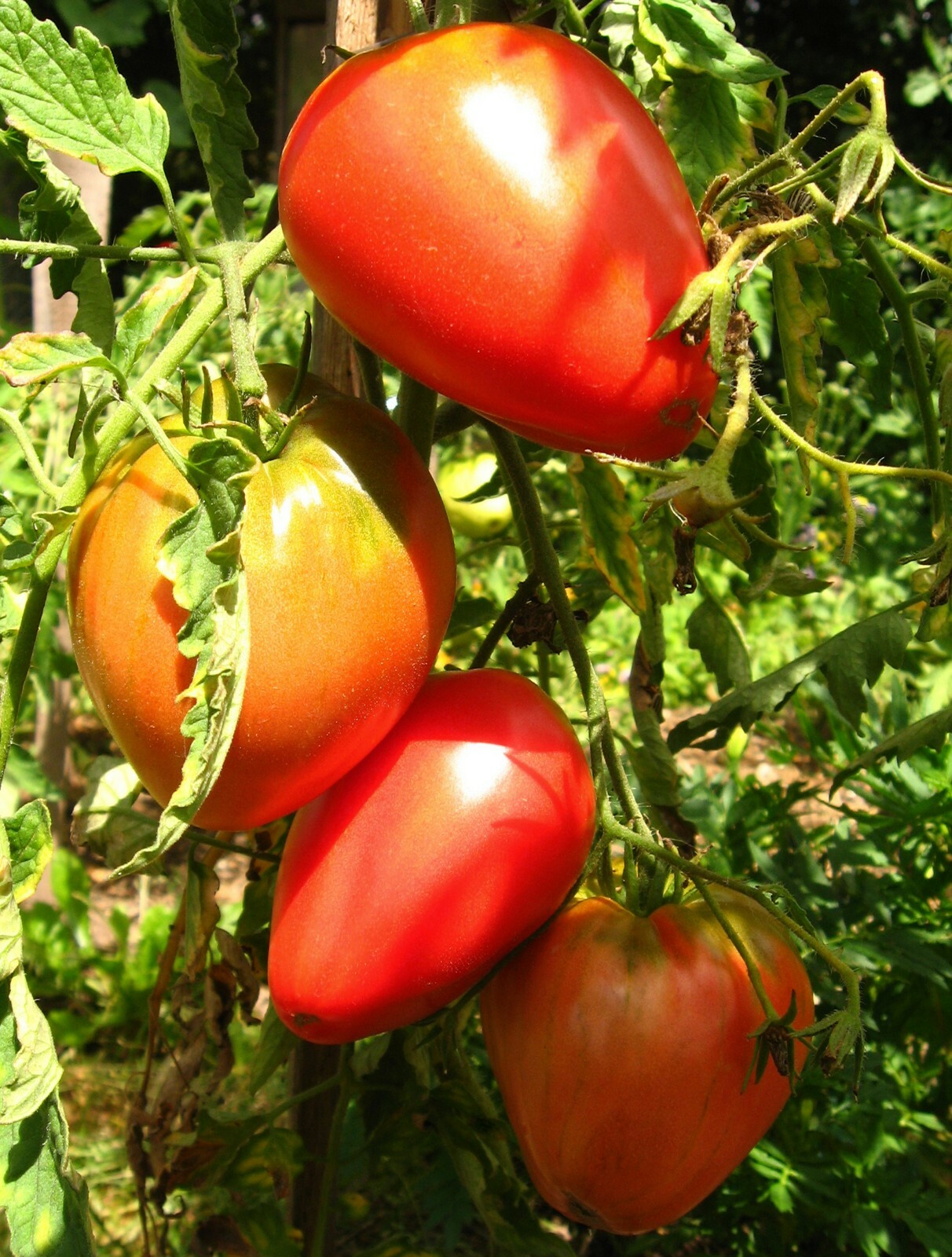 Pink Oxheart Tomato Seeds, Large Tomato, NON-GMO, Heirloom, FREE ...