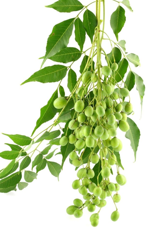50 Ceylon NEEM TREE SEEDS Fresh Herbal Neem tree Azadirachta Indica ...