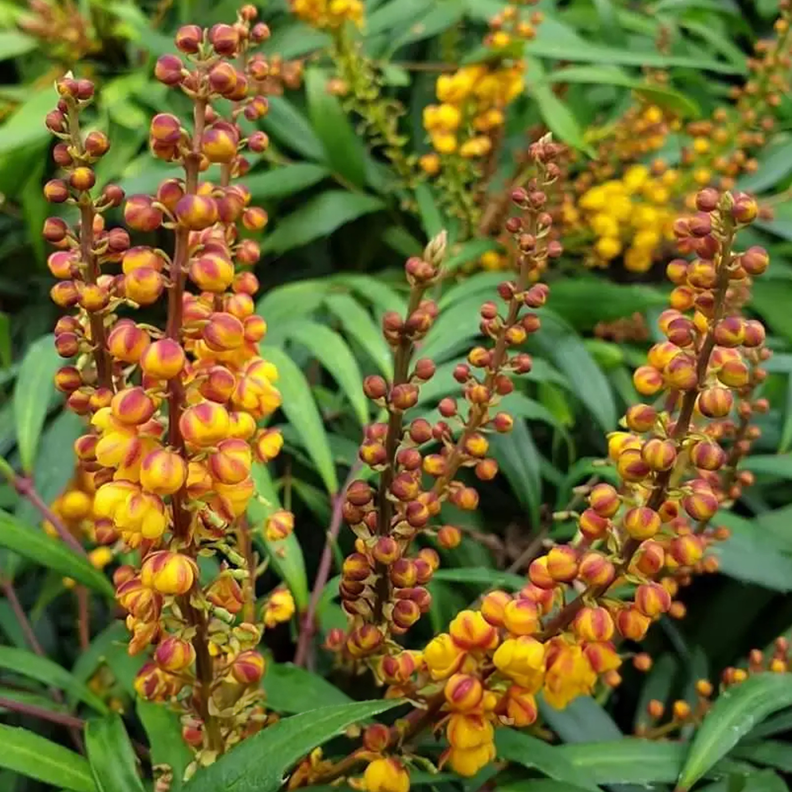 Mahonia Volcano Evergreen Shrub Outdoor Plants All Year Round Garden ...