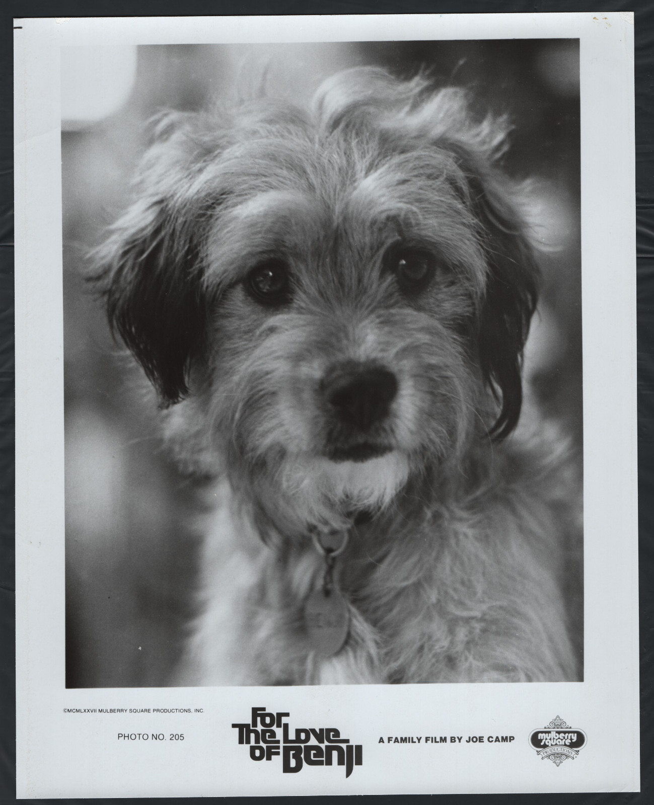 For The Love Of Benji ’77 RARE PORTRAIT PHOTO BORDER TERRIER DOG | eBay