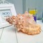 Natural Tutufa Rubeta Conch Shells Coral Sea Snail Fish Tank Home ...
