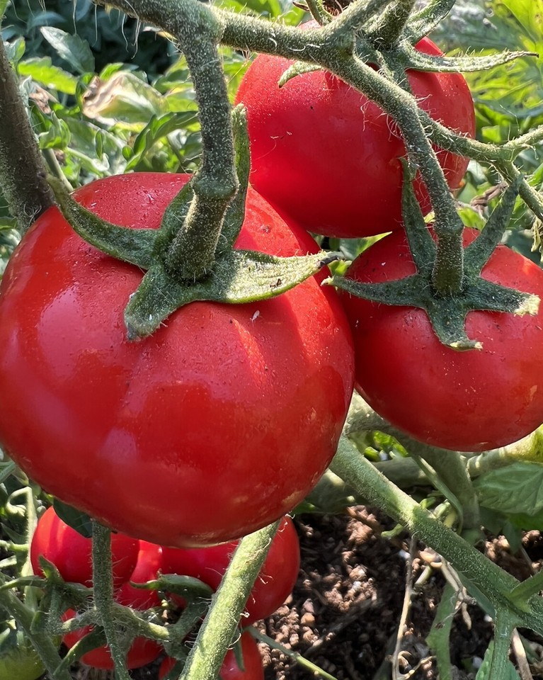 Oregon Spring Tomato Seeds | Heirloom | Organic | Cold Tolerant | Early ...