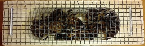 Apitherapy bee venom -Mini Bee Pac for apitherapy sting therapy - LIVE ...