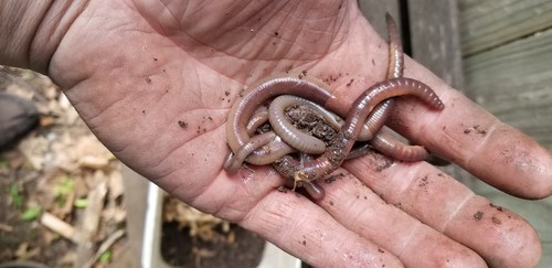 Worm Shocker Earthworm for Fishing Dont Ever Buy Nightcralers Worms ...