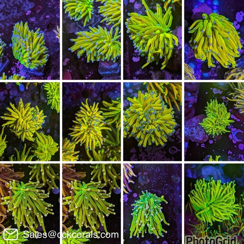 5 Pack Mix Of Torch Euphyllia Lot Multicolor Live Coral Holy Grail LPS ...