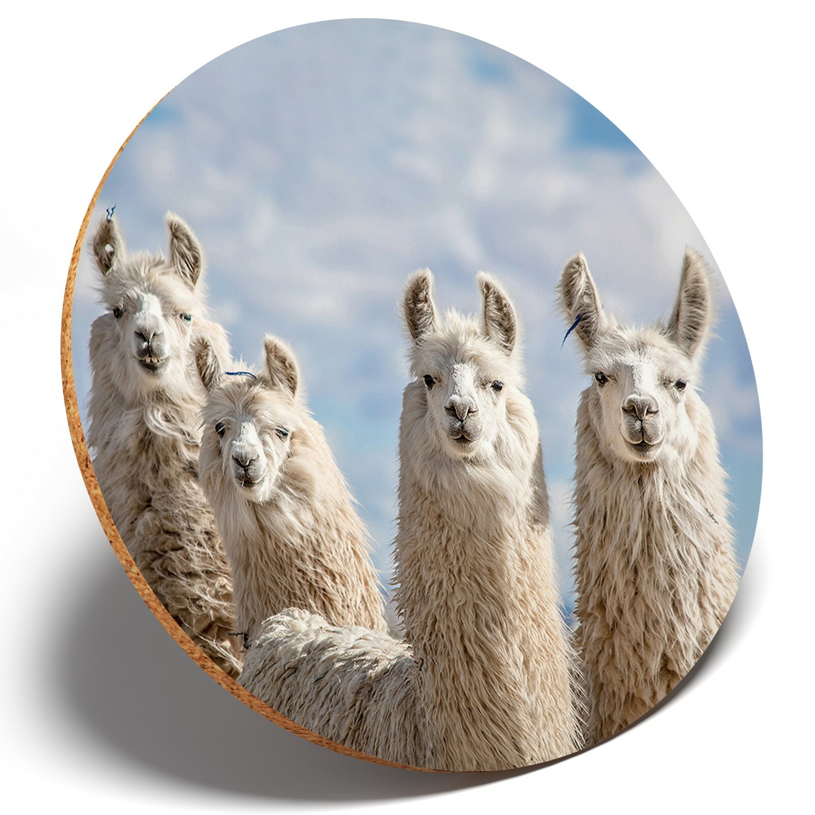 1 x Cute Funky Llamas - Round Coaster Kitchen Student Kids Gift #16805 ...