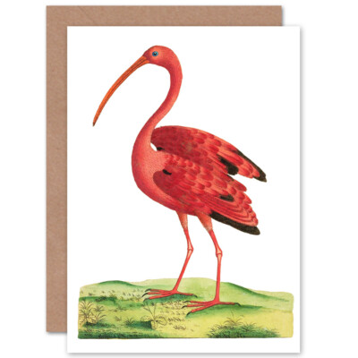 Bird Scarlet Ibis Greetings Card With Envelope | eBay Australia