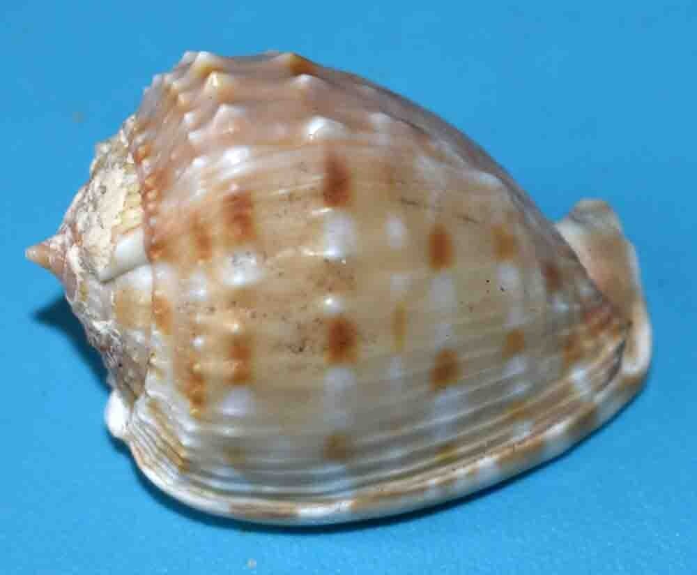 SEA SHELL - COQUILLAGES - CASSIDAE - CASSIS TESSELLATA - 41.50mm | eBay