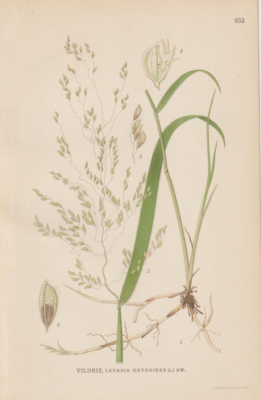 Rice Duckweed (Leersia Oryzoides) Chromo-Lithograph From 1922 Carl ...