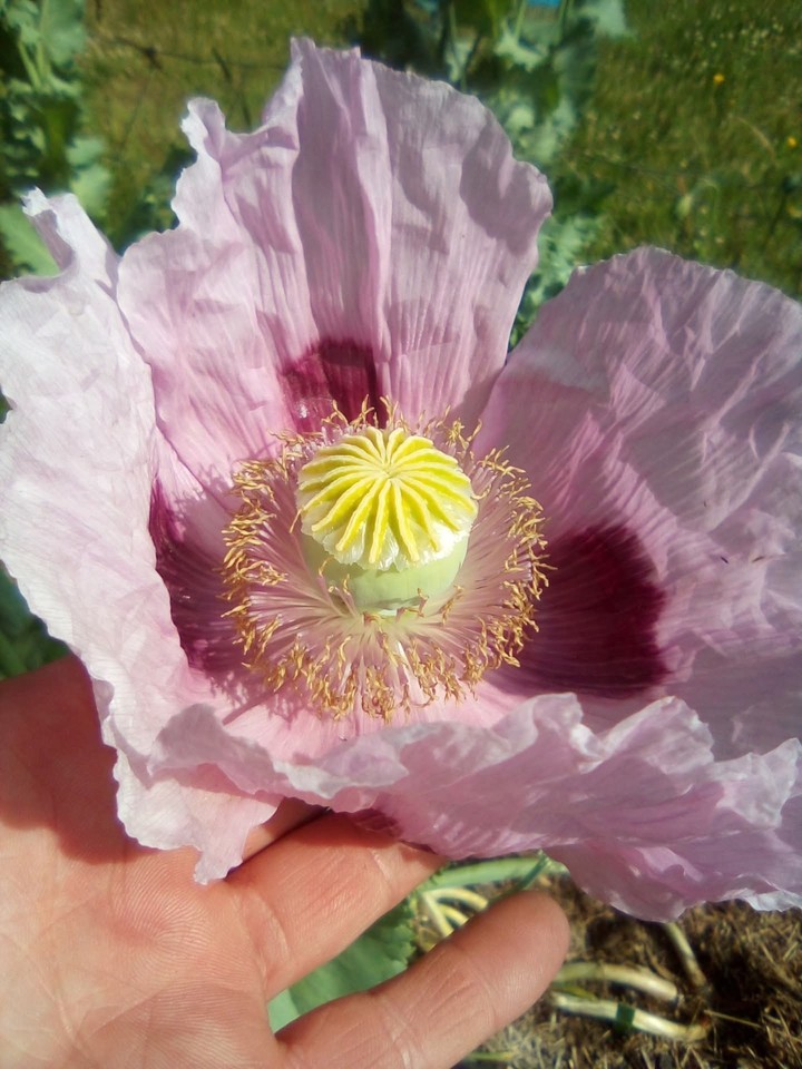 5000+ MIXED Poppy Seeds RARE STRATIFIED Blooms DECORATIVE PODS FAST ...