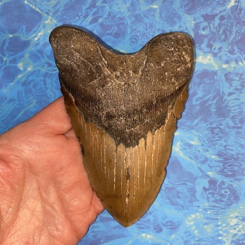 MEGALODON SHARK TOOTH 5.06” HUGE TEETH MEG SCUBA DIVER DIRECT FOSSIL NC ...