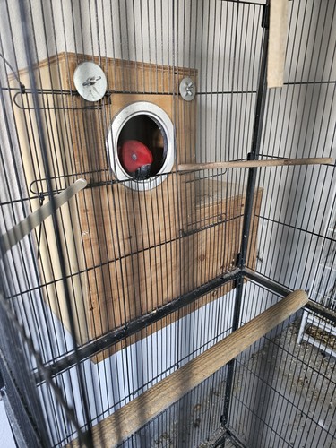 Bird Nest Box ( 20"x20"x10" toe) for Eclectus, Amazons, Etc | eBay