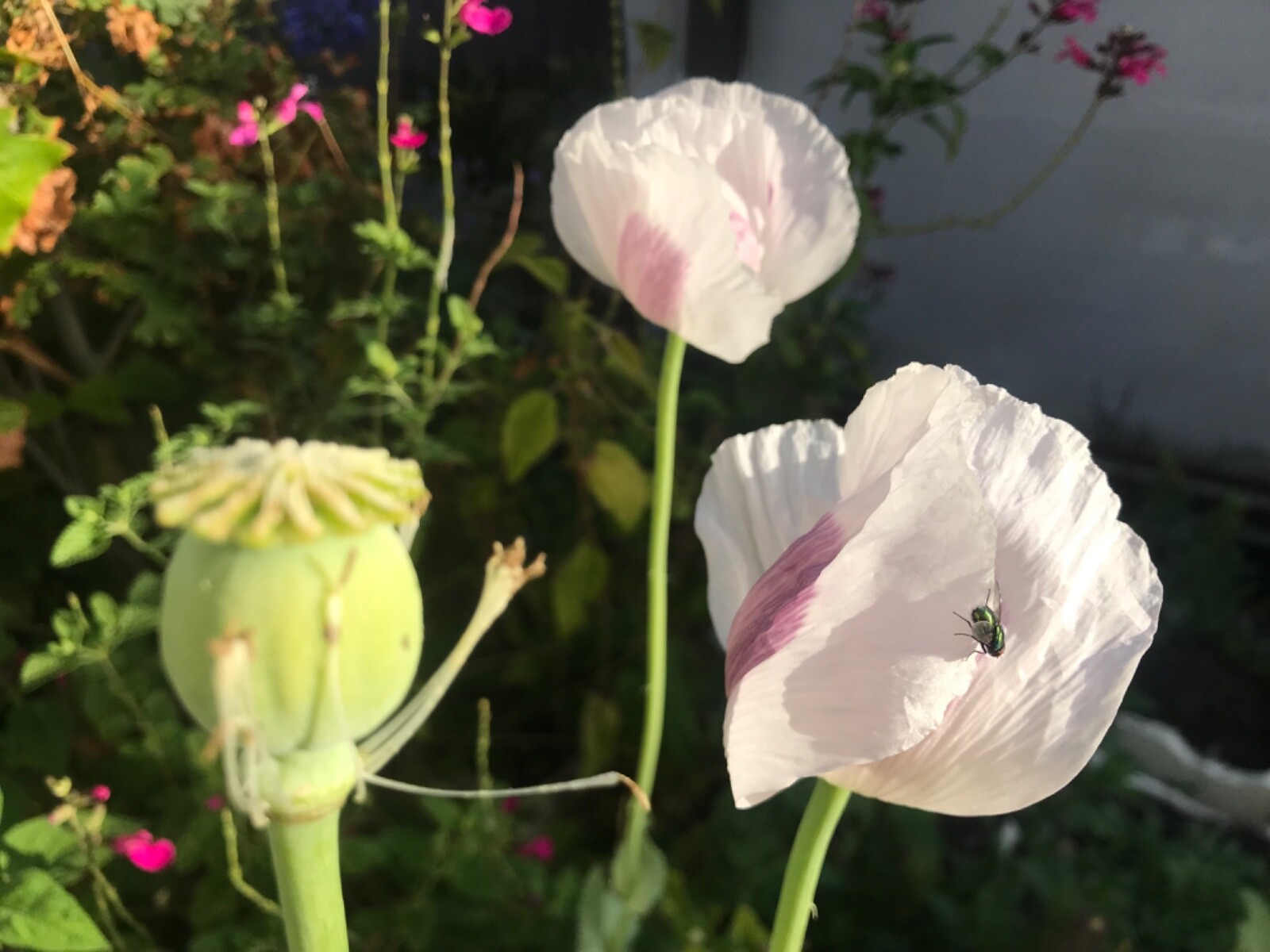 BURMA GOLD 50+ PAPAVER (S.) POPPY SEEDS PLUS 3000 AUS BEST MIX SEEDS ...