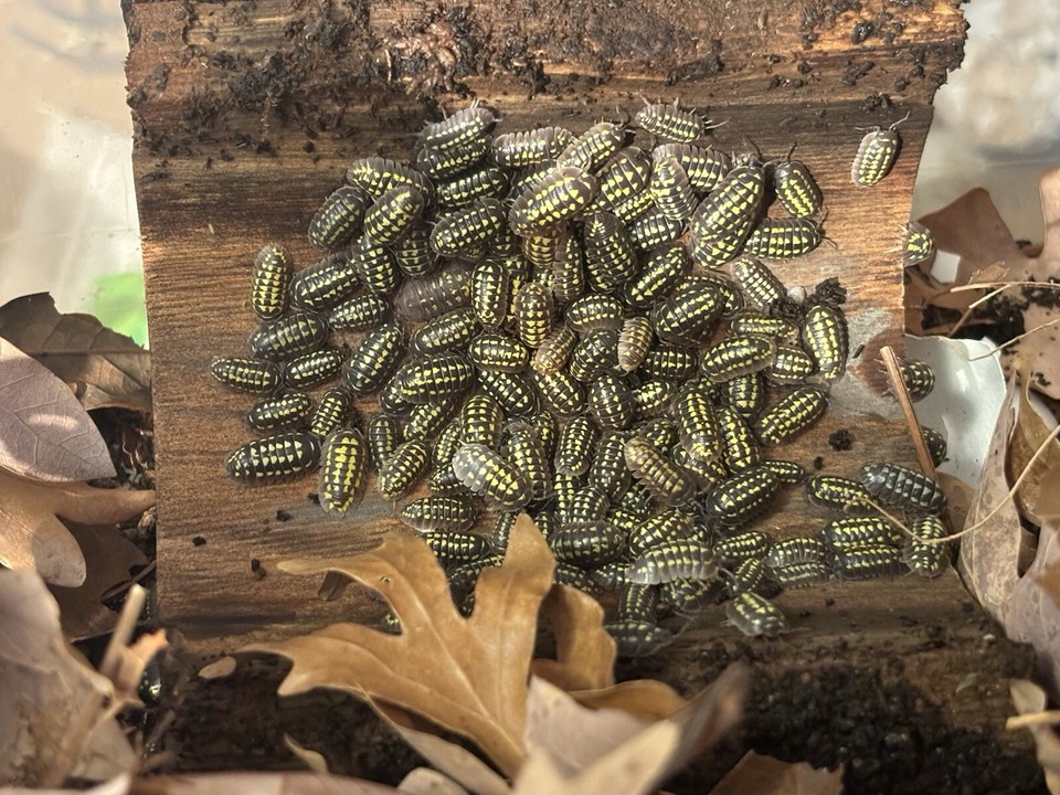 A gestroi Isopod Colony 50+ !count! | eBay