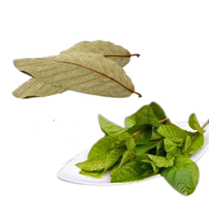 150 Organic Guava leaves fresh dried Hojas de Guayaba Guayabo Psidium ...