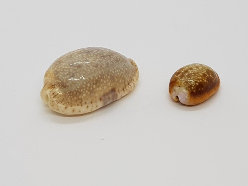 Elegant Marginella Mini Shell Cryptospira elegans sea snail Seashell Marine | eBay