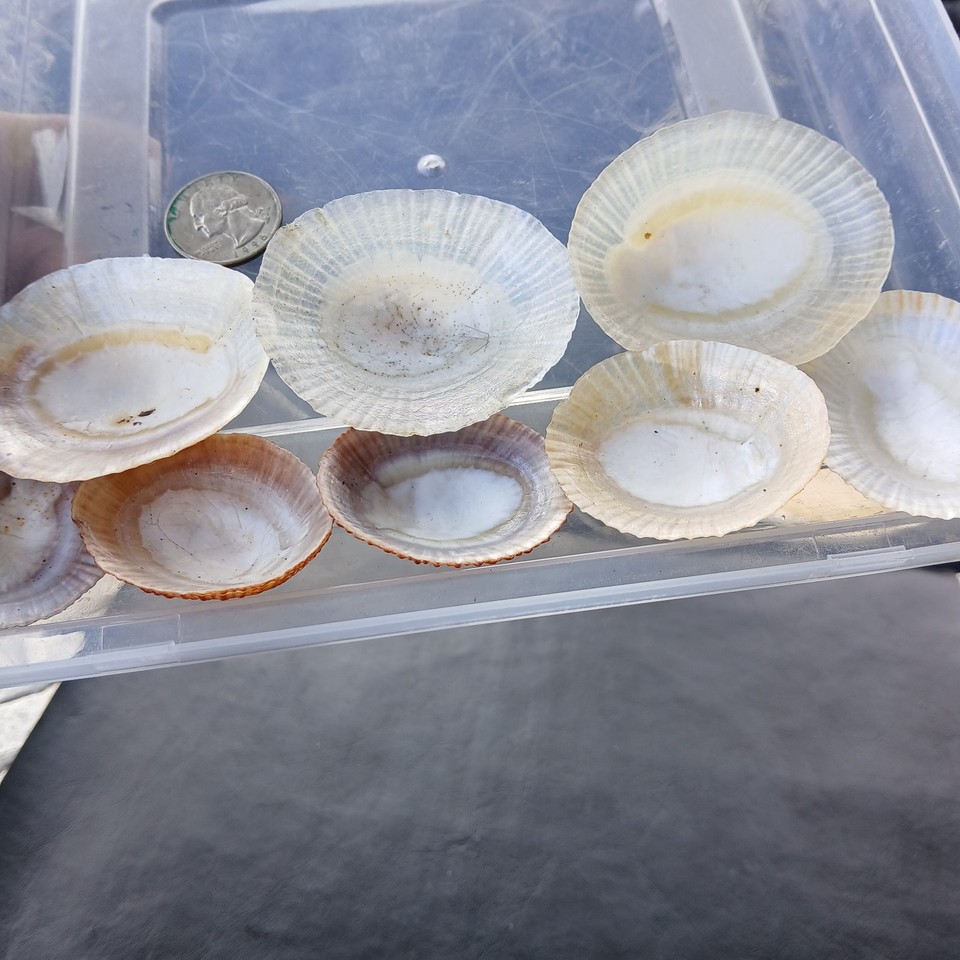 8 Premium Celllana Talcosa Kneecap Koele Hawaiian Opihi Limpet Large ...