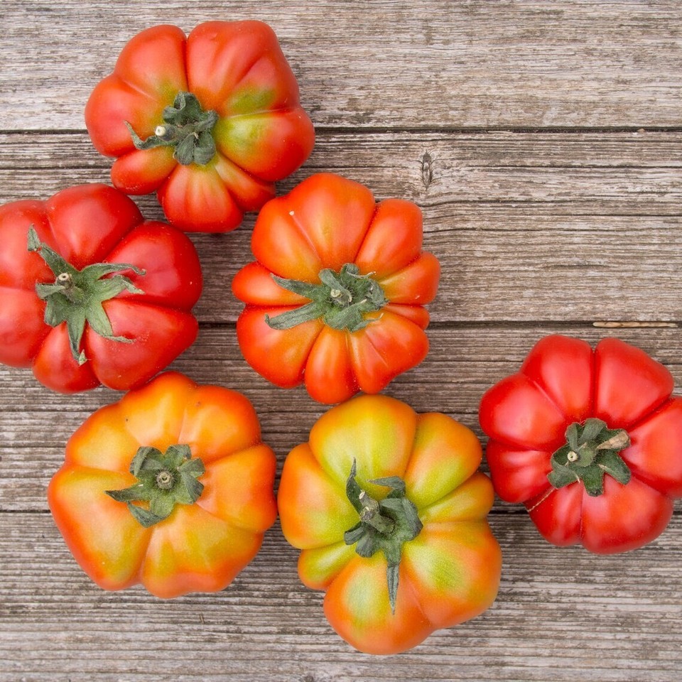 Costoluto Genovese Tomato Seeds, Italian Ribbed, 20, Non-GMO , Free ...