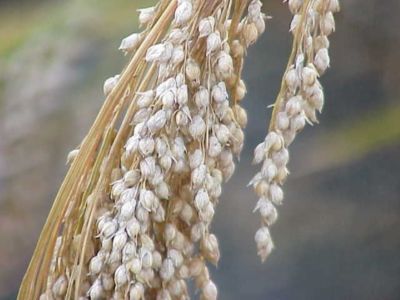 Silver Millet - Panicum miliaceum - 25+ seeds - HEIRLOOM! Am 038 | eBay
