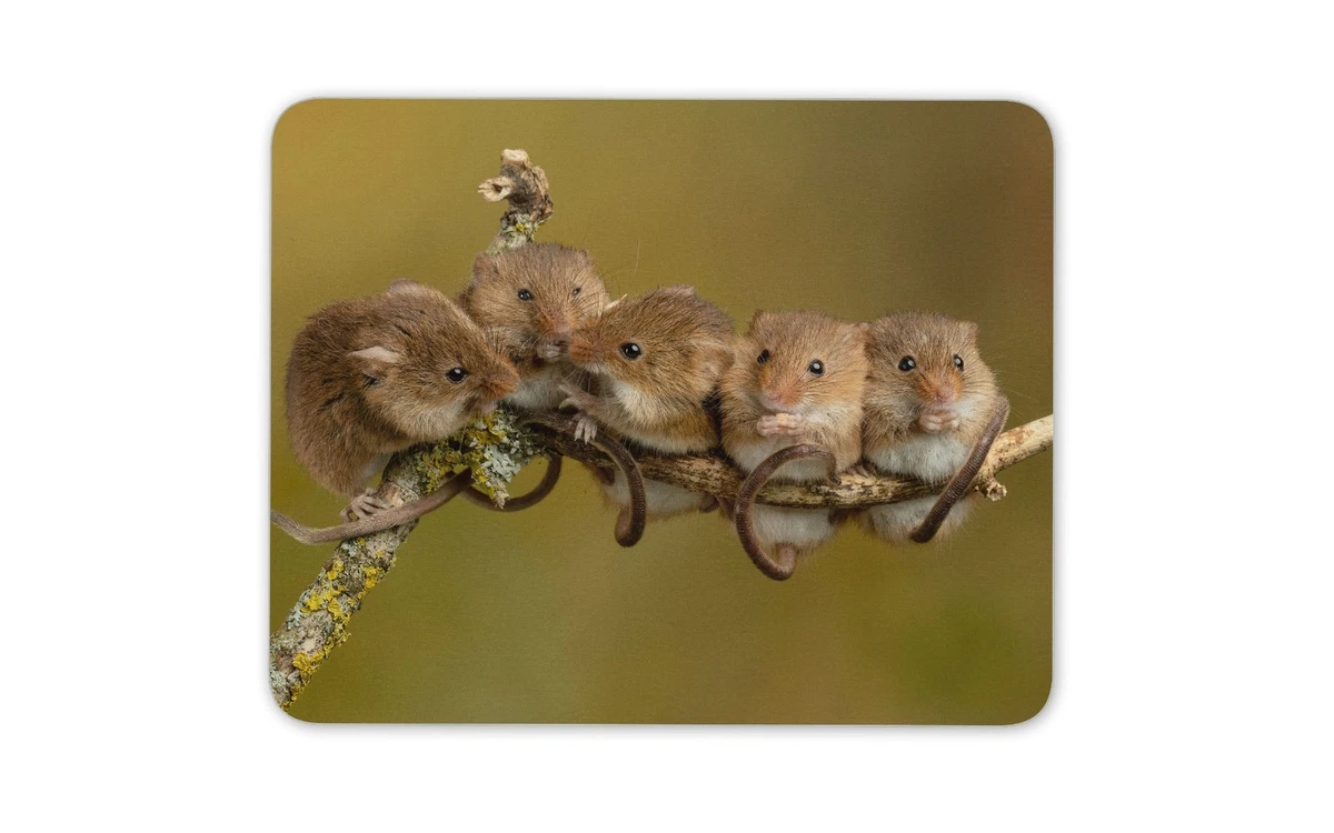 Cute Field Mouse