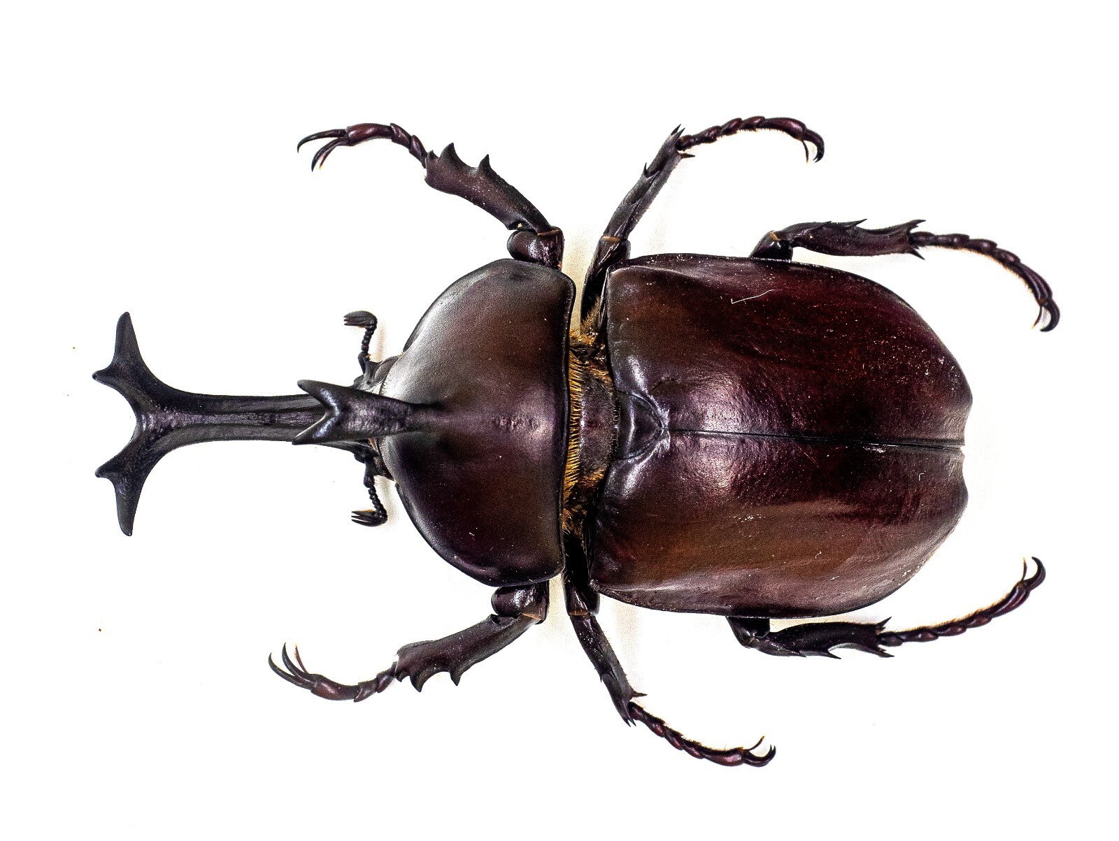 Dynastidae - Allomyrina (Trypoxylus) Dichotomus (m) 72mm - Chiangmai ...