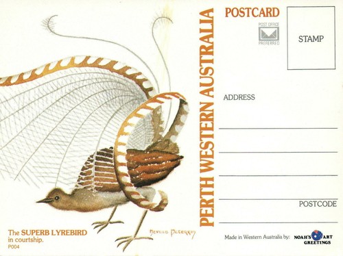 NEVILLE PETERKIN SUPERB LYREBIRD in COURTSHIP POSTCARD PERTH WA | eBay ...