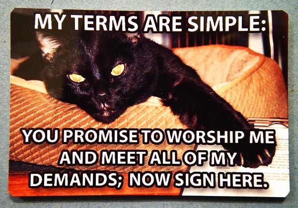 Funny Cat Meme Refrigerator Magnet (3 x 2) Contract Paper Sign Here ...