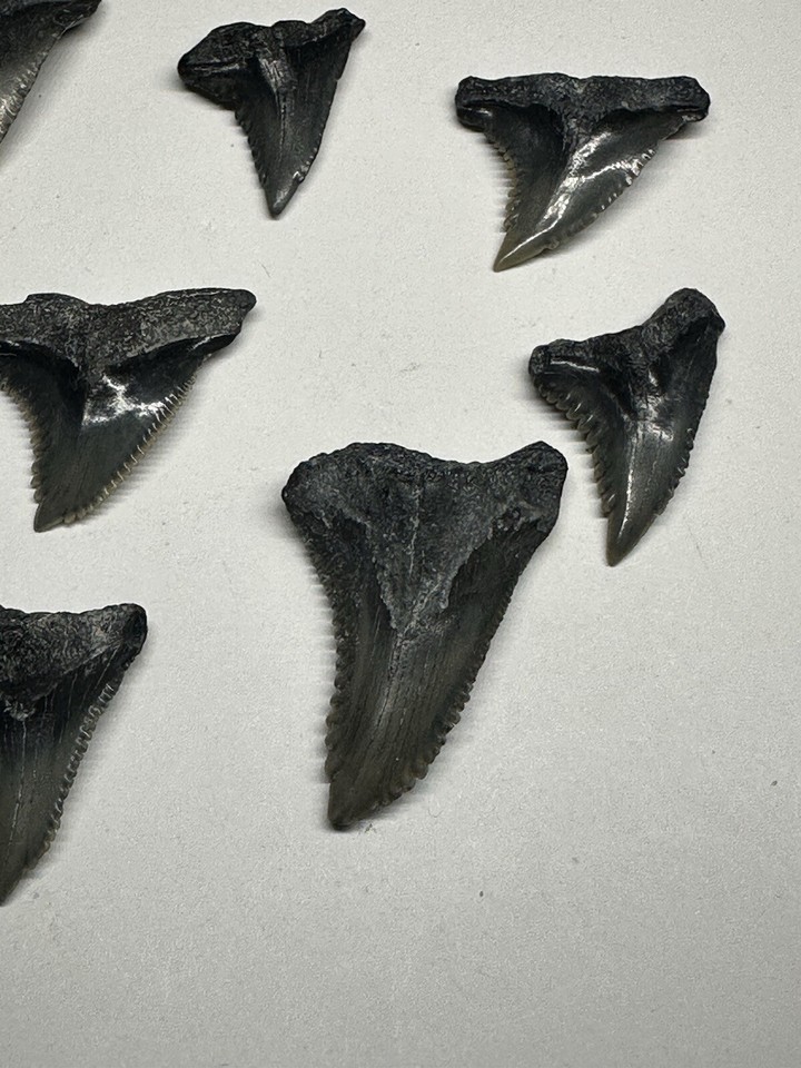 Hemipristis Shark Teeth Lot 8 Snaggle Tooth Fossil Florida | eBay