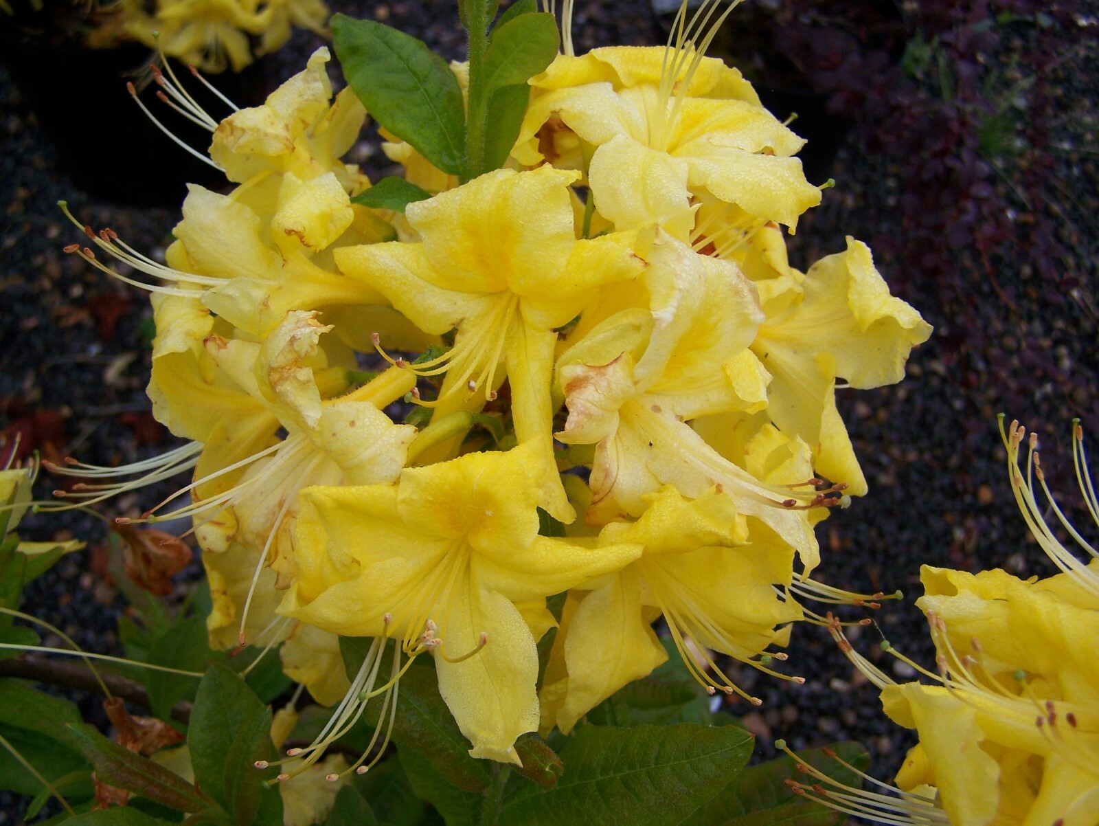 Rhododendron Anneke in 9cm pot deciduous azalea | eBay UK