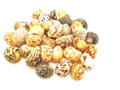 100 Beautiful Small Nerita Peloronta Shells (Bleeding Tooth) Seashells ...
