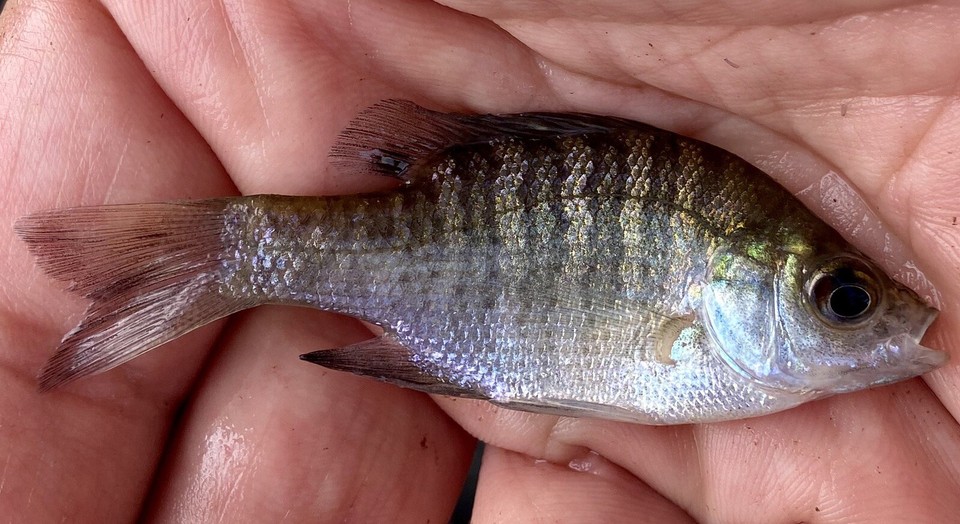 3 Live Baby Bluegill Sunfish eBay Stopping Sells , User Name At Gmail ...