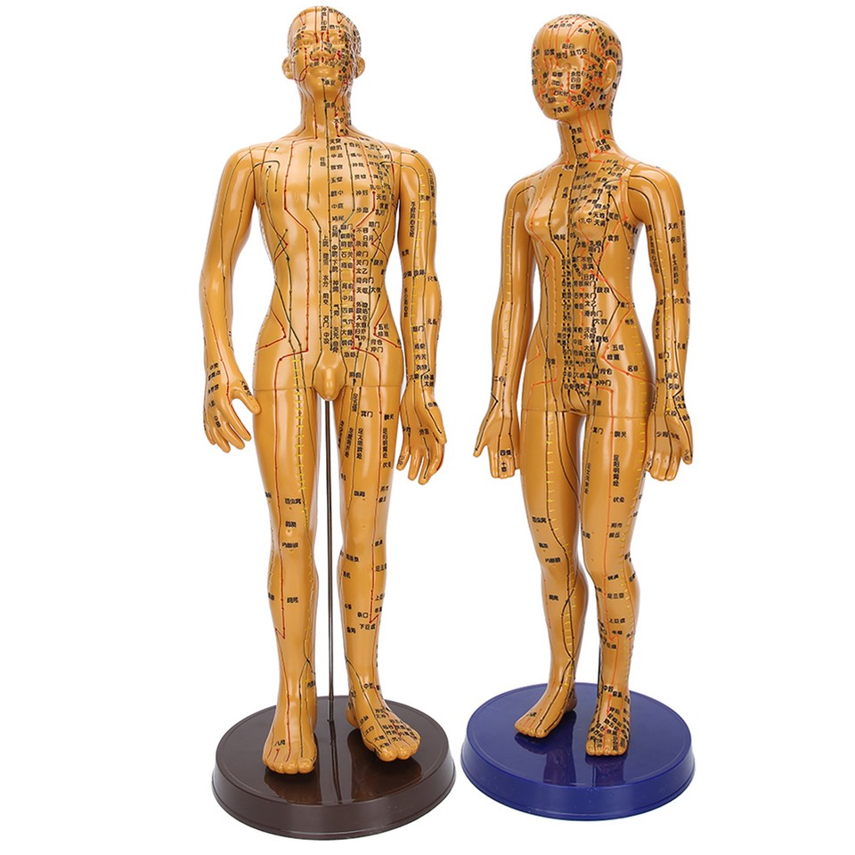 Female Male Human Body Acupuncture Model Copper Color Meridians ...