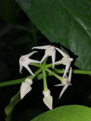 Hoya Solokensis Beautiful leaves Free Phytosanitary Certificate Rare ...