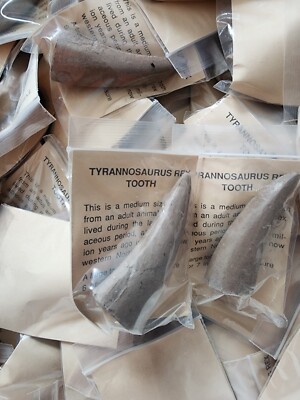 tyrannosaurus rex tooth Replica | eBay