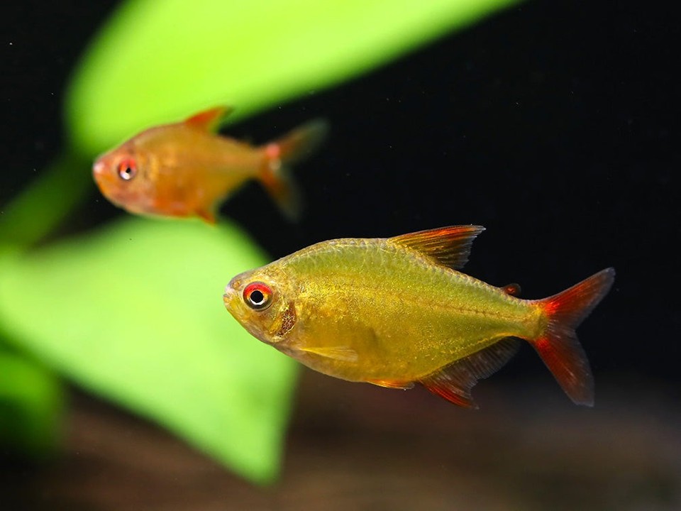 Muzel Red Cherry Tetra (Hyphessobrycon sp. 'Muzel Red Cherry') – Tank ...