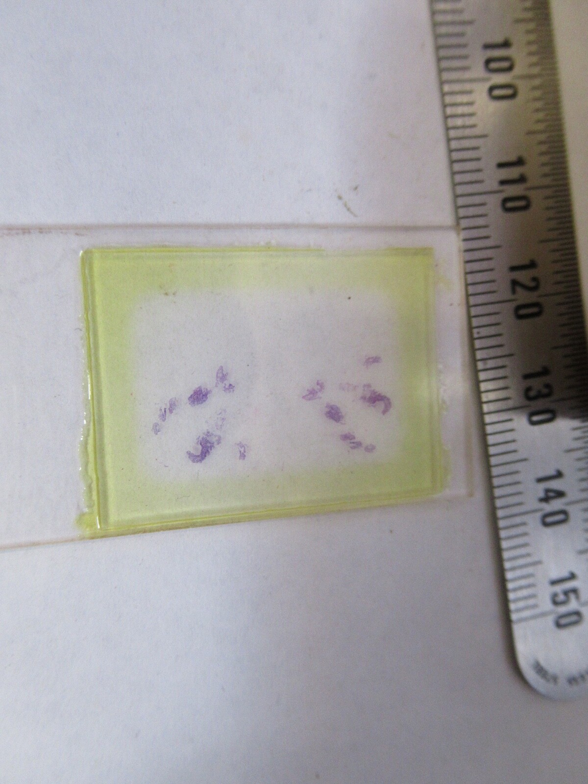 ANTIQUE PREPARED SLIDES 1900's SPECIMENS + BOX MICROSCOPE PART AS PIC ...