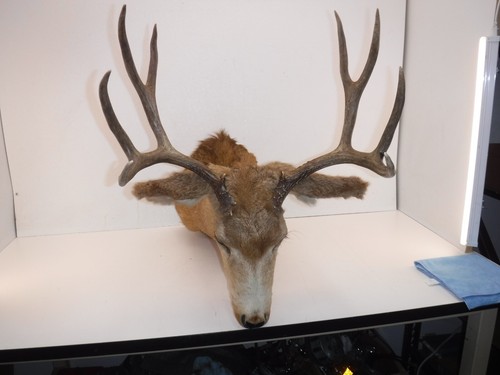 Handsome Deer Head 10-Point Buck Shoulder Mount Taxidermy | eBay
