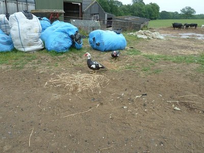 Photo A3 Muscovy ducks at Westup Farm Balcombe I'm reliably informe ...