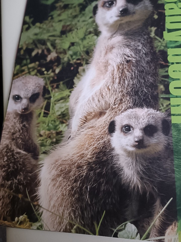 LONGLEAT SAFARI PARK VISITOR GUIDE | eBay UK