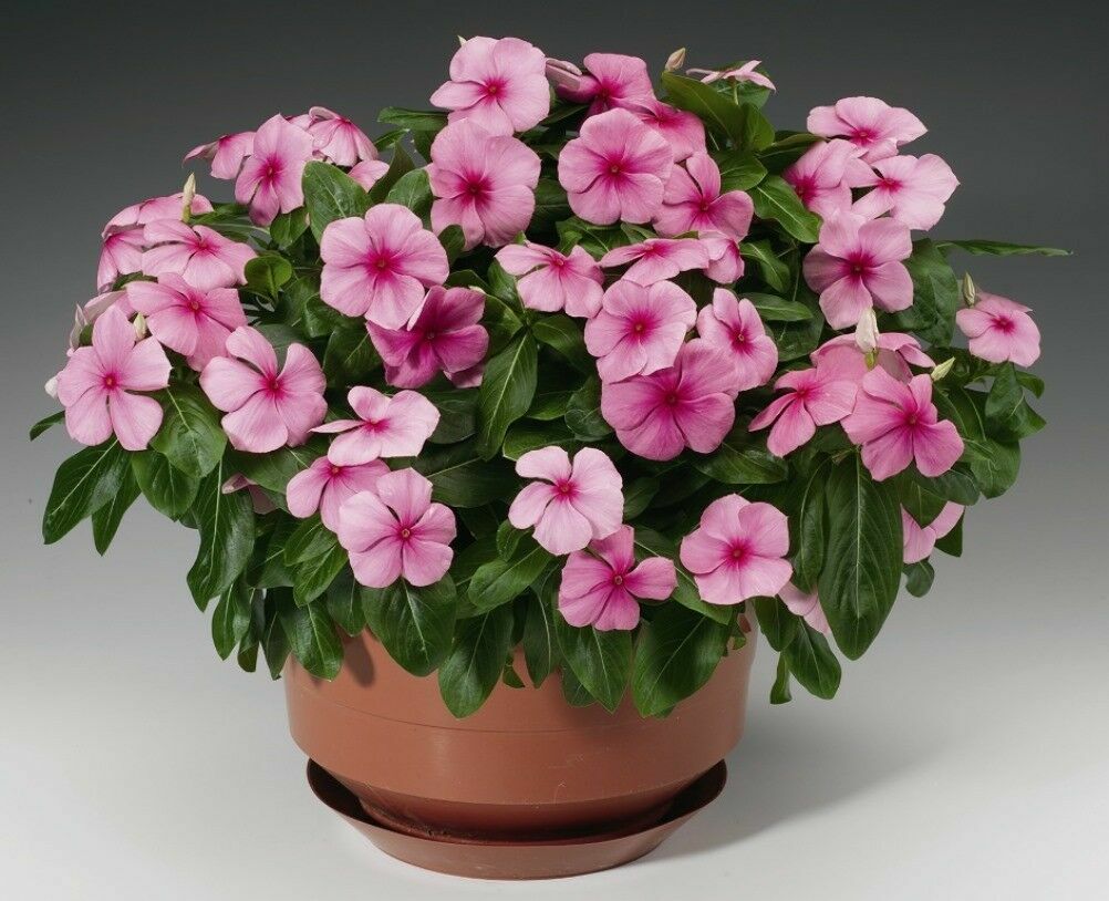 Vinca Rosea Flower