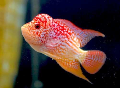 Kamfa Flowerhorn Golden Base GB Super Vip High Quality 3” READ BEFORE ...