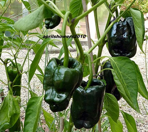 Pepper Ancho Gigantea Seeds Distinctive Rich Flavor Mexican Variety ...