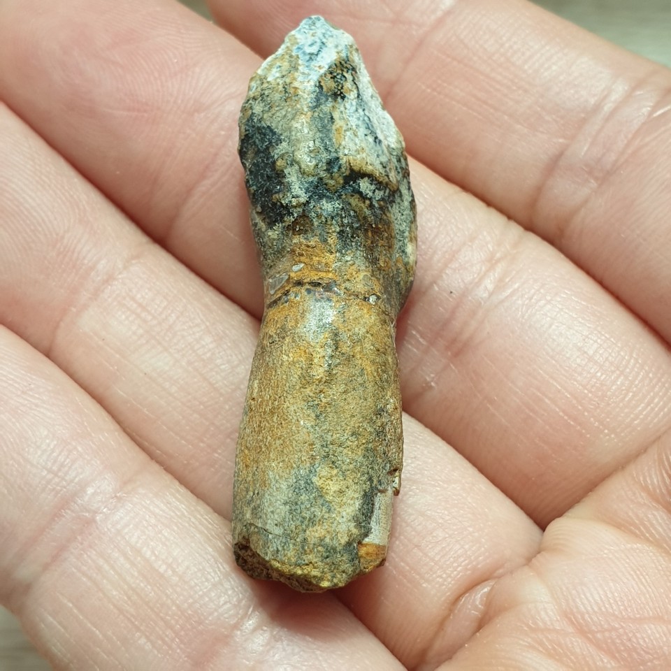 Rare Rooted Sauropod Dinosaur Lapparentosaurus Tooth Fossil Madagascar ...