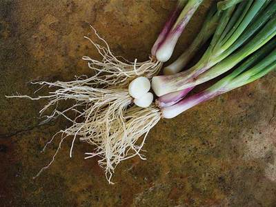 HERB WELSH ONION RED 7500 SEEDS BULK | eBay UK