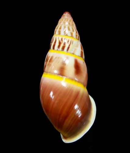 LAND SNAIL, SHELL - Amphidromus sp,.- NICE COLOR, BIG THICK 38MM | eBay