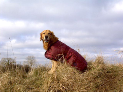 Weatherbeeta Kennel Dog Coat/Rug. Machine washable.Last few sizes ...